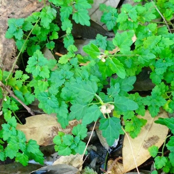 Scutellaria Kikai-Insularis Plant Care & How to Grow, Water