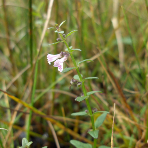 Lesser Skullcap (Scutellaria Minor) Plant Care & How to Grow, Water
