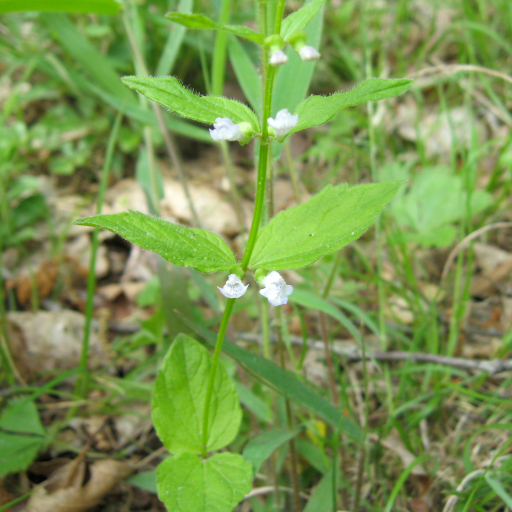 Veiny Skullcap (Scutellaria Nervosa) Plant Care & How to Grow, Water