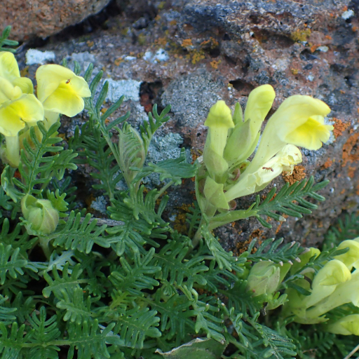Eastern Alpine Skullcap (Scutellaria Orientalis) Plant Care & How to ...