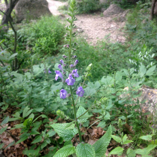 Heart-Leaf Skullcap (Scutellaria Ovata) Plant Care & How to Grow, Water