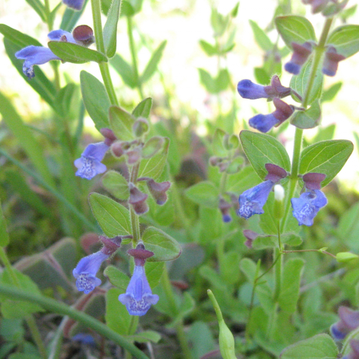 Small Skullcap (Scutellaria Parvula) Plant Care & How to Grow, Water