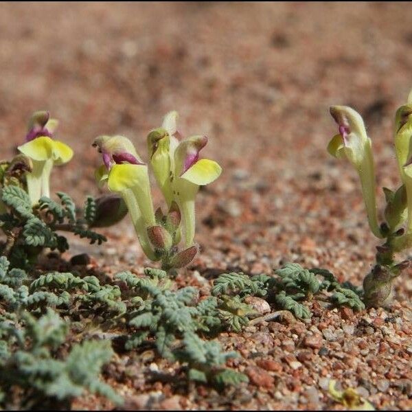 Scutellaria Przewalskii Care Guide: Water, Soil & Propagation - Plantiary