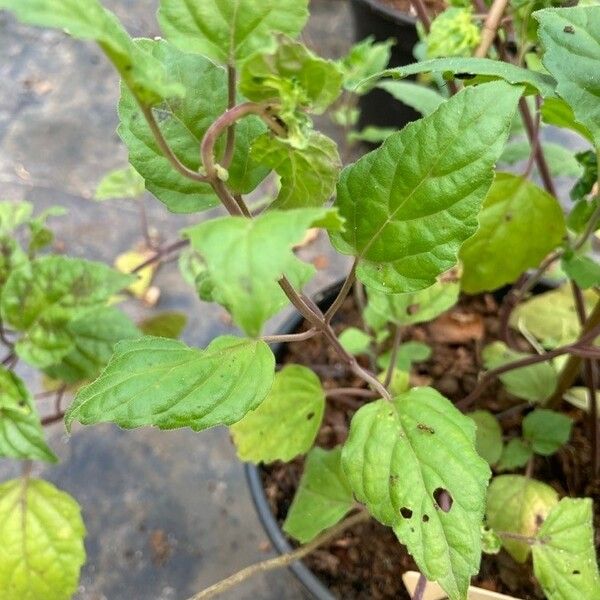 Scutellaria Purpurascens Care Guide: Water, Soil & Propagation - Plantiary