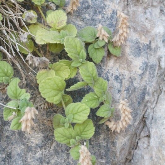 Scutellaria Rupestris Plant Care & How to Grow, Water