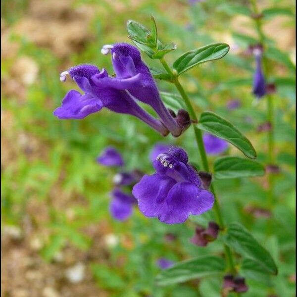 Siberian Skullcap (Scutellaria Scordiifolia) Plant Care & How to Grow ...