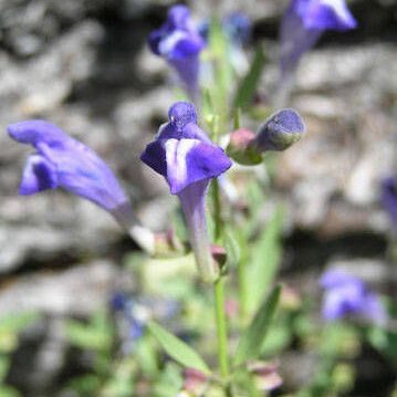 Grayleaf Skullcap (Scutellaria Siphocampyloides) Plant Care & How to ...