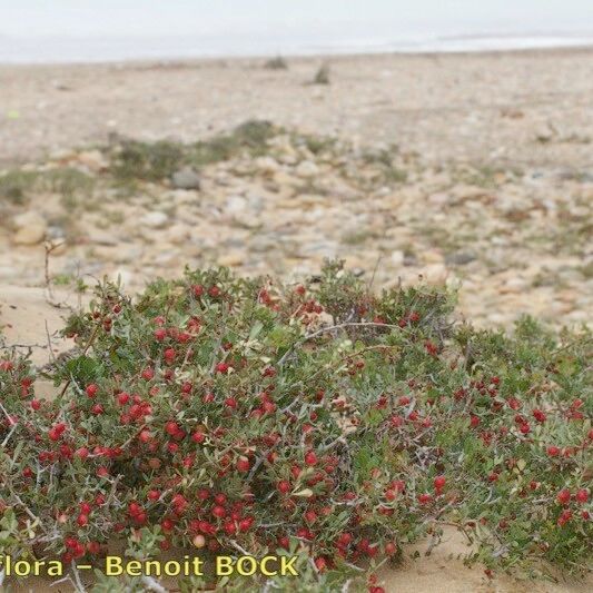 Searsia Albida Plant Care & How to Grow, Water