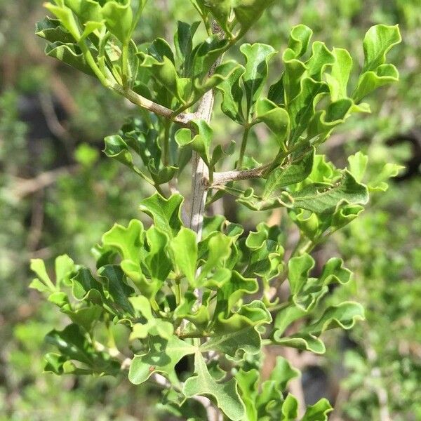 Karoo Kuni Bush (Searsia Burchellii) Care Guide: Water, Soil ...