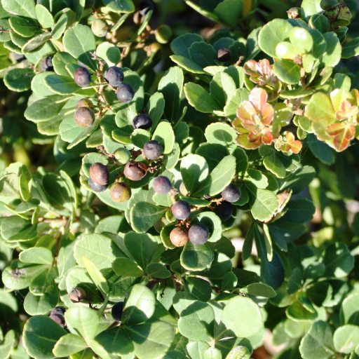 Crowberry (Searsia Crenata) Plant Care & How to Grow, Water