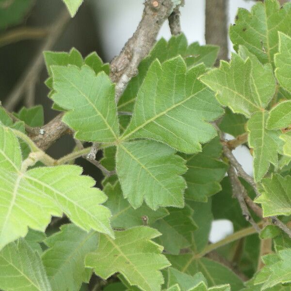 Nana-Berry (Searsia Dentata) Care Guide: Water, Soil & Propagation ...