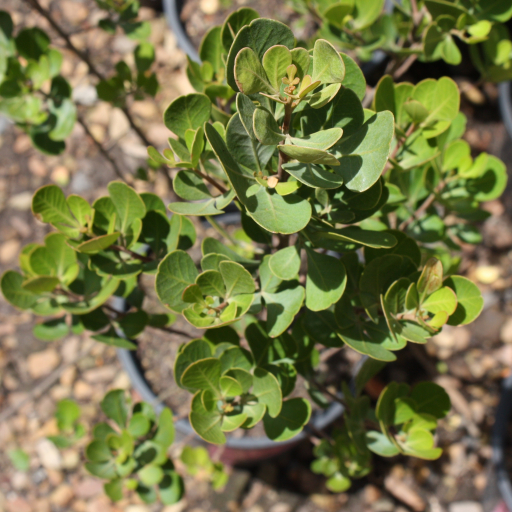 Blue Kuni-Bush (Searsia Glauca) Plant Care & How to Grow, Water