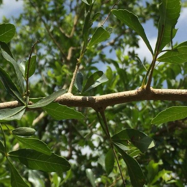 Thorny Karee (Searsia Gueinzii) Care Guide: Water, Soil & Propagation ...