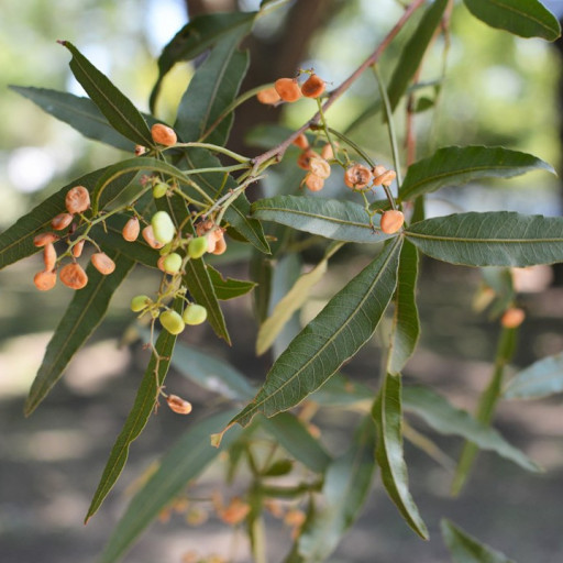 Karee (Searsia Lancea) Plant Care & How to Grow, Water