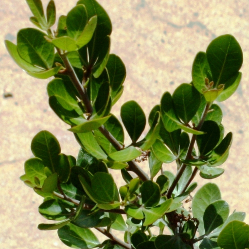 Glossy Taaibos (Searsia Lucida) Plant Care & How to Grow, Water