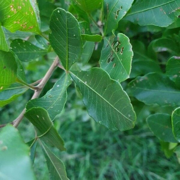 Natal Karreerhus (Searsia Natalensis) Care Guide: Water, Soil ...