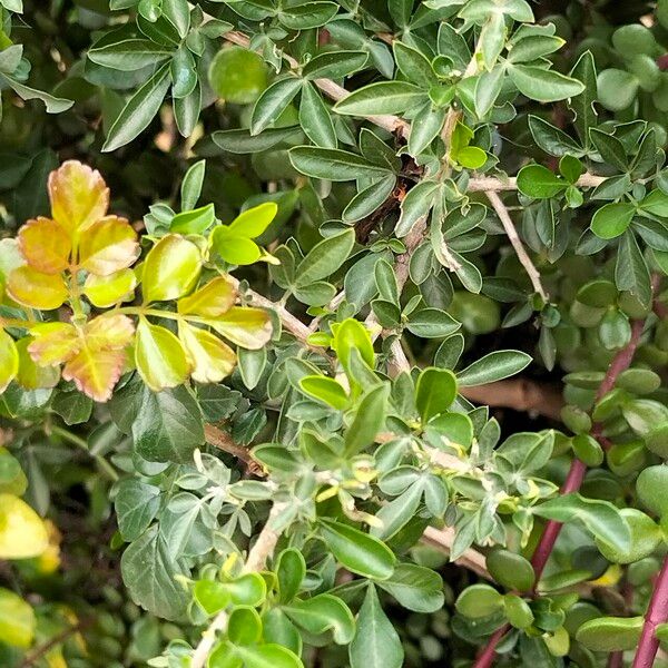 Searsia Pallens Plant Care & How to Grow, Water