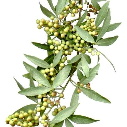 Western Karee (Searsia Pendulina) Plant Care & How to Grow, Water