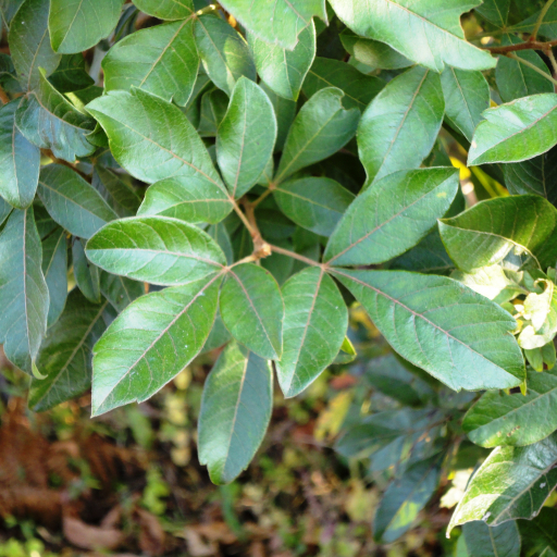 Common Taaibos (Searsia Pyroides) Plant Care & How to Grow, Water