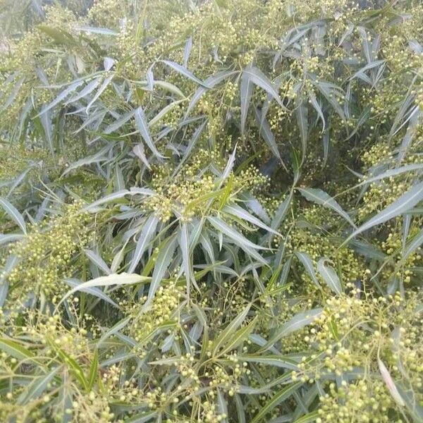 Searsia Retinorrhoea Plant Care & How to Grow, Water