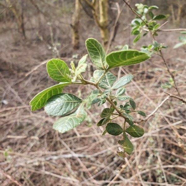 Roll-Leaf Currantrhus (Searsia Tenuinervis) Care Guide: Water, Soil ...