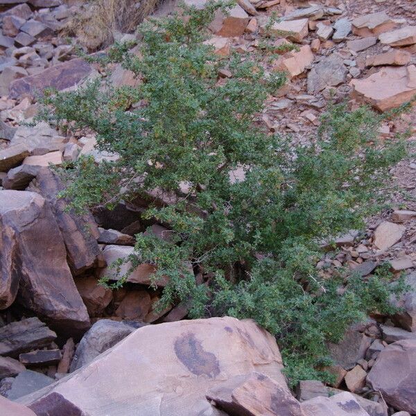 Tripartite Sumac (Searsia Tripartita) Plant Care & How to Grow, Water