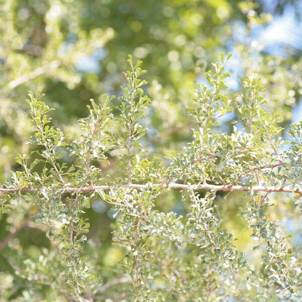 Namaqua Kunibush (Searsia Undulata) Care Guide: Water, Soil ...