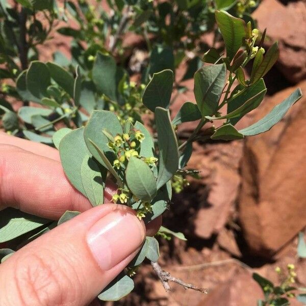 Blue Currant (Searsia Zeyheri) Care Guide: Water, Soil & Propagation ...