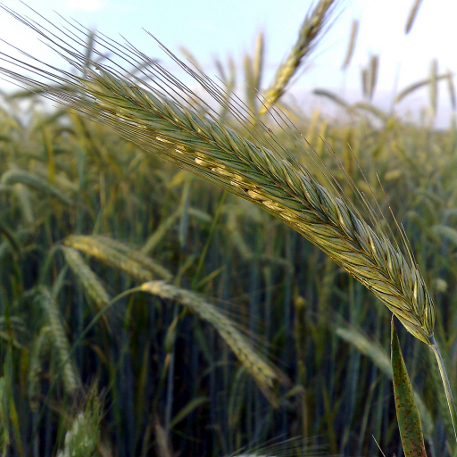 Rye (Secale Cereale) Plant Care & How to Grow, Water