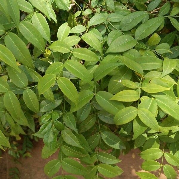 Secamone Afzelii Care Guide: Water, Soil & Propagation - Plantiary