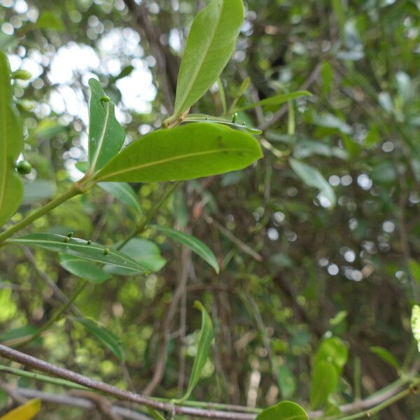 Monkey Rope (Secamone Alpini) Care Guide: Water, Soil & Propagation ...