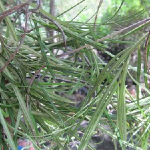 Secamone Volubilis Plant Care & How to Grow, Water