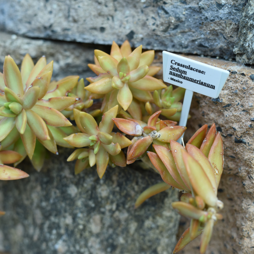 Coppertone Stonecrop (Sedum Nussbaumerianum) (Sedum Adolphi) Plant Care ...