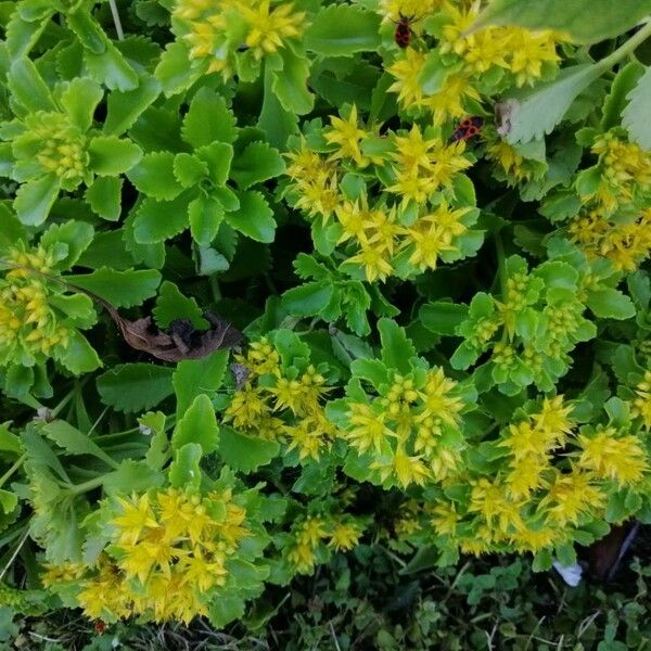 Aizoon Stonecrop (Sedum Aizoon) Plant Care & How to Grow, Water