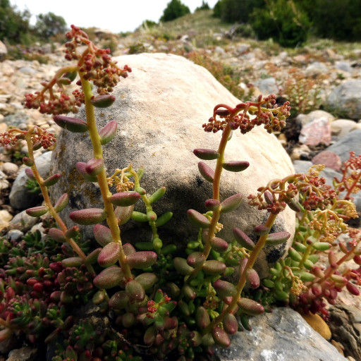 White Stonecrop (Sedum Album) Plant Care & How to Grow, Water