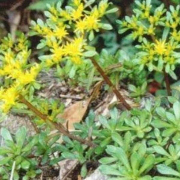 Alfred's Stonecrop (Sedum Alfredii) Care Guide: Water, Soil ...