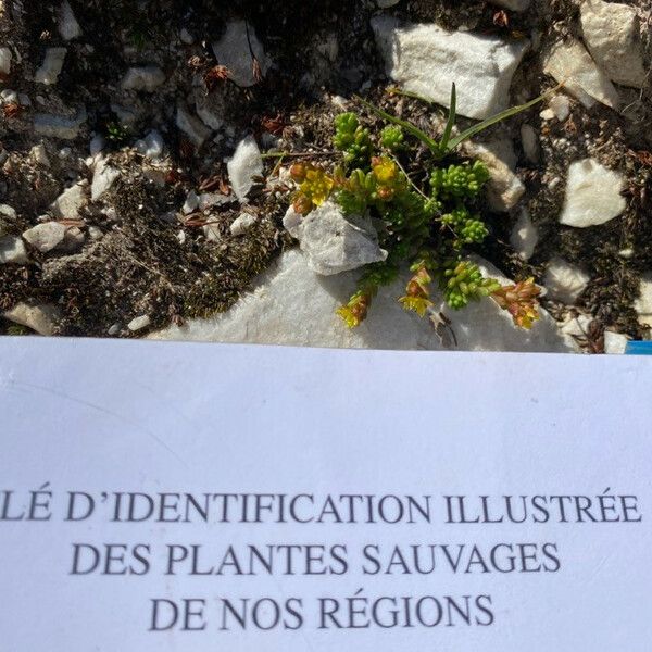 Alpine Stonecrop (Sedum Alpestre) Plant Care & How to Grow, Water