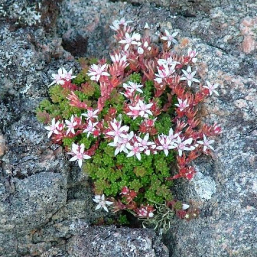 English Stonecrop (Sedum Anglicum) Plant Care & How to Grow, Water