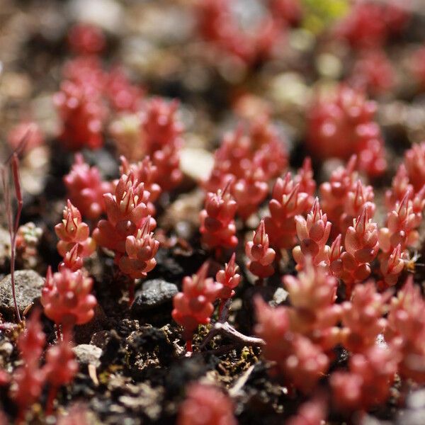 Broad-Leaved Stonecrop (Sedum Caespitosum) Plant Care & How to Grow, Water