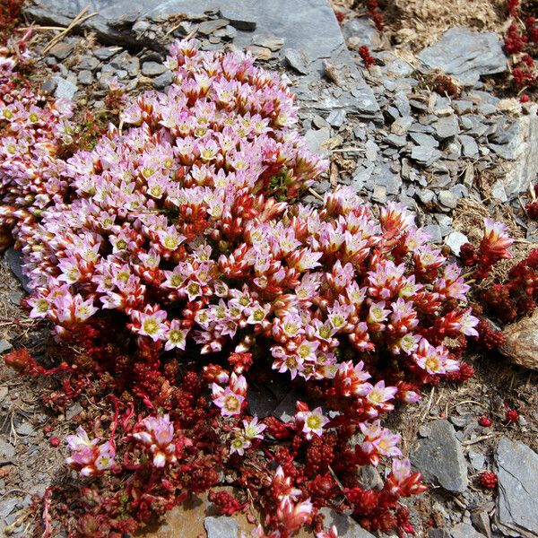 Sedum Candollei Care Guide: Water, Soil & Propagation - Plantiary