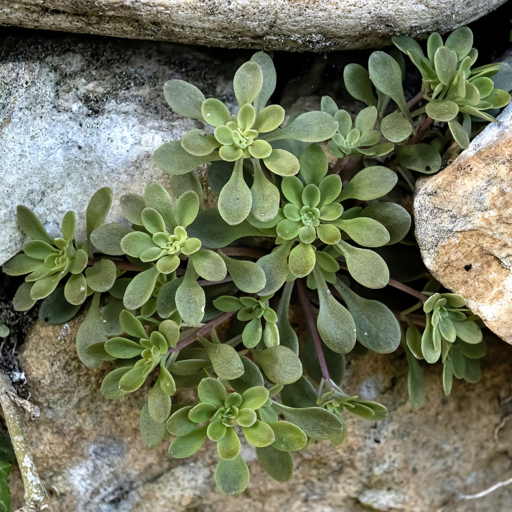 Pink Stonecrop (Sedum Cepaea) Plant Care & How to Grow, Water
