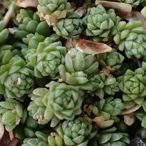 Sedum Compactum Plant Care & How to Grow, Water