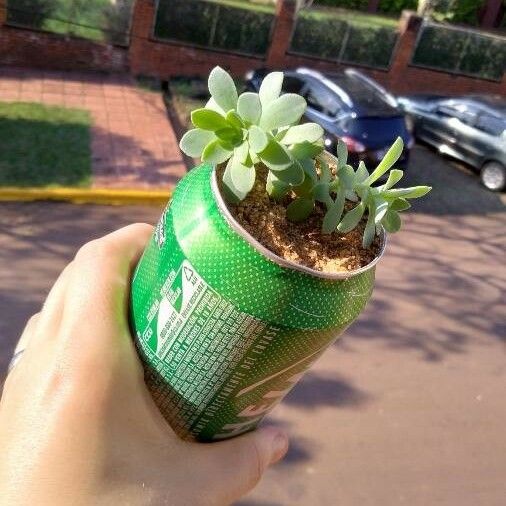 Sedum Compressum Plant Care & How to Grow, Water