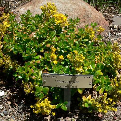 Mexican Stonecrop (Sedum Confusum) Plant Care & How to Grow, Water