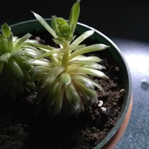 Rock Stonecrop (Sedum Forsterianum) Plant Care & How to Grow, Water