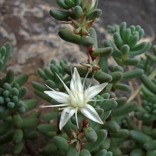 Havard's Stonecrop (Sedum Havardii) Plant Care & How to Grow, Water