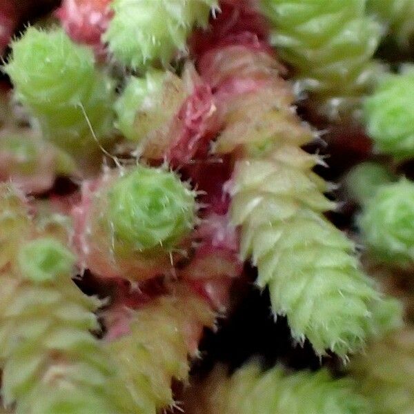 Creeping Stonecrop (Sedum Humifusum) Plant Care & How to Grow, Water