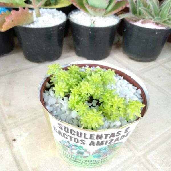 Stonecrop (Sedum Japonicum) Plant Care & How to Grow, Water