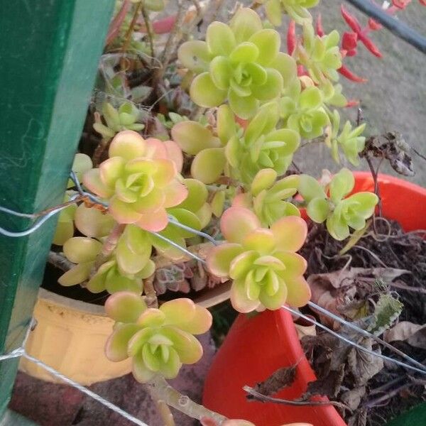 Polished Willow (Salix Laevigata) Plant Care & How to Grow, Water