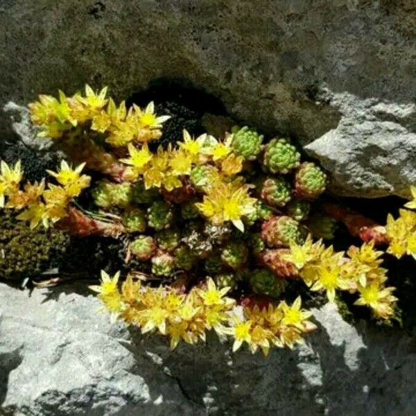 Sedum Laconicum Plant Care & How to Grow, Water